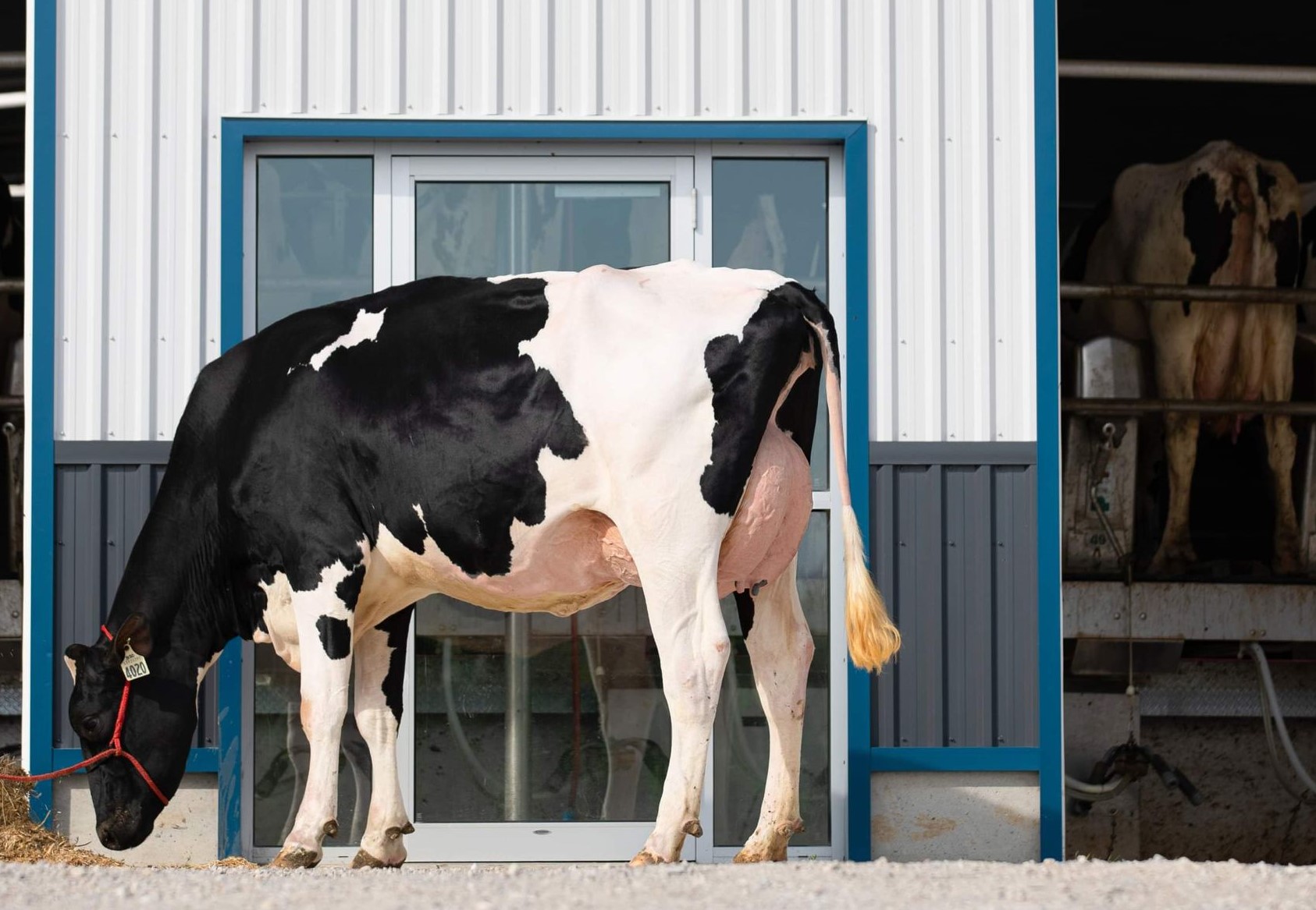 Zuchtwert Highlights August 2023 – DG DairyGen GmbH